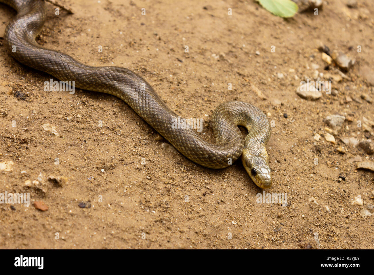 Natrix Maura snake Stock Photo - Alamy