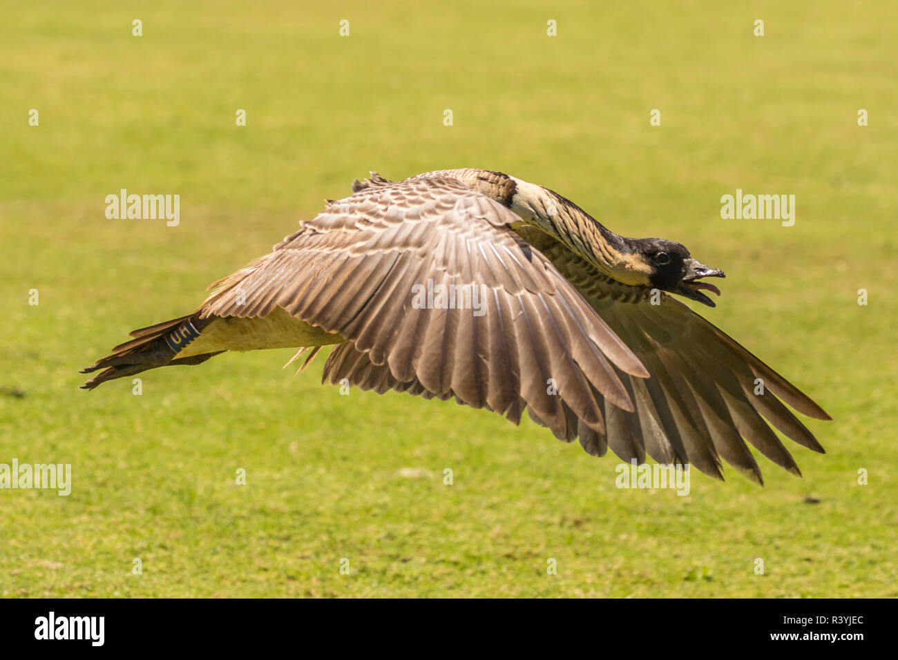 USA, Hawaii, Kauai, Kilauea Point National Wildlife Refuge. Nene bird ...