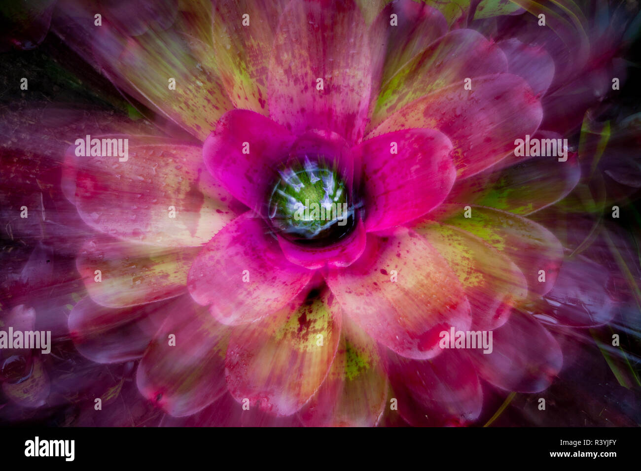 Looking down into throat of a bromelain plant Stock Photo - Alamy
