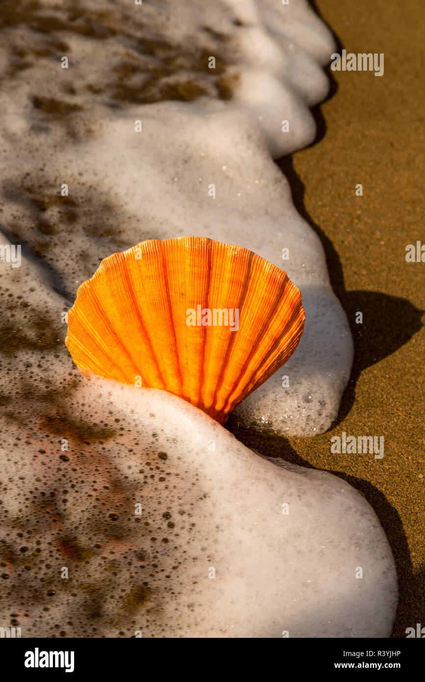 Sea shell in surf line Stock Photo - Alamy