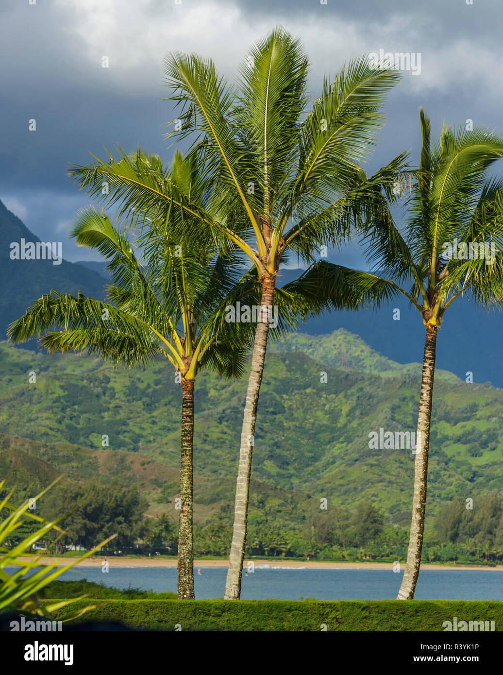 Hanalei Bay, Hawaii, Kauai, Pacific, Palm Trees Stock Photo - Alamy