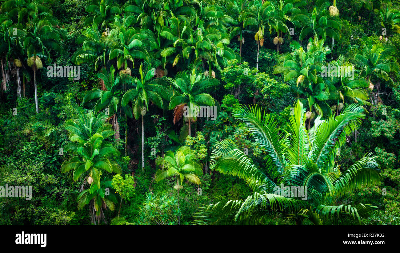 Umauma tree hi-res stock photography and images - Alamy