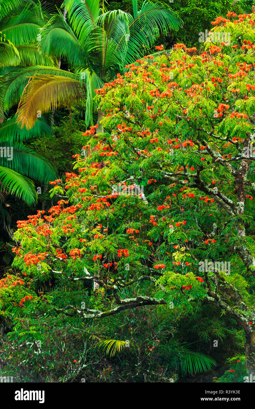 African Tulip tree and lush vegetation on the Hamakua Coast, The Big ...
