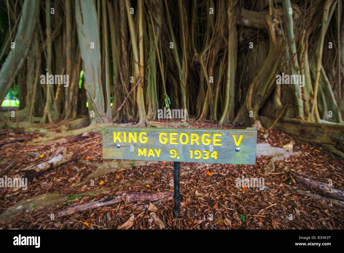 Celebrity planted banyan tree(King George V) on Banyan Drive, Hilo, The ...