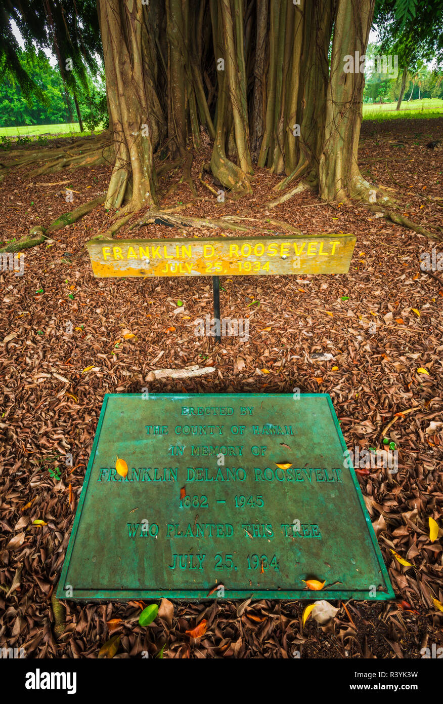 Celebrity planted banyan tree (Franklin D. Roosevelt) on Banyan Drive ...
