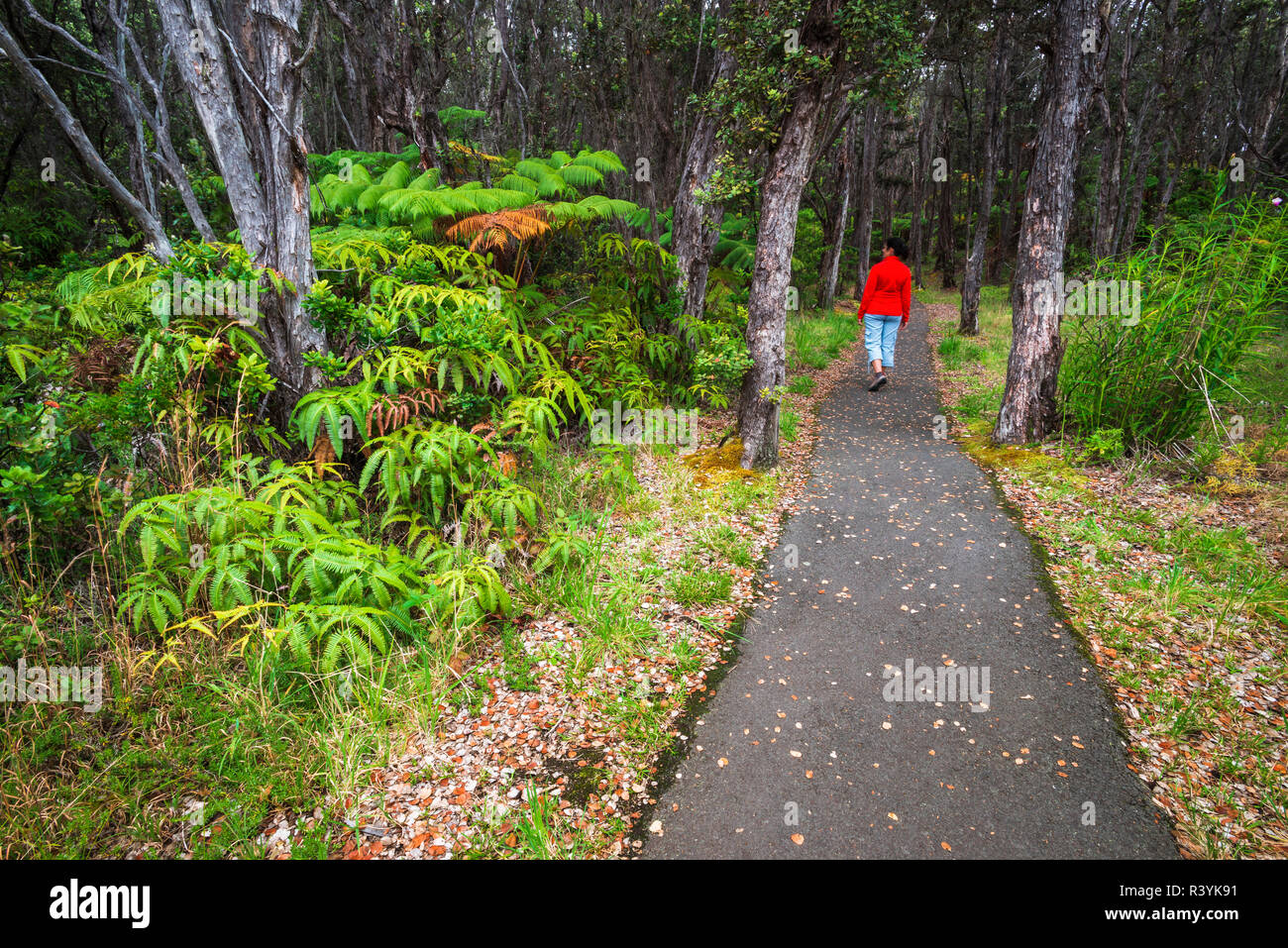 Hiker on the untouched portion of the Devastation Trail, Hawaii ...