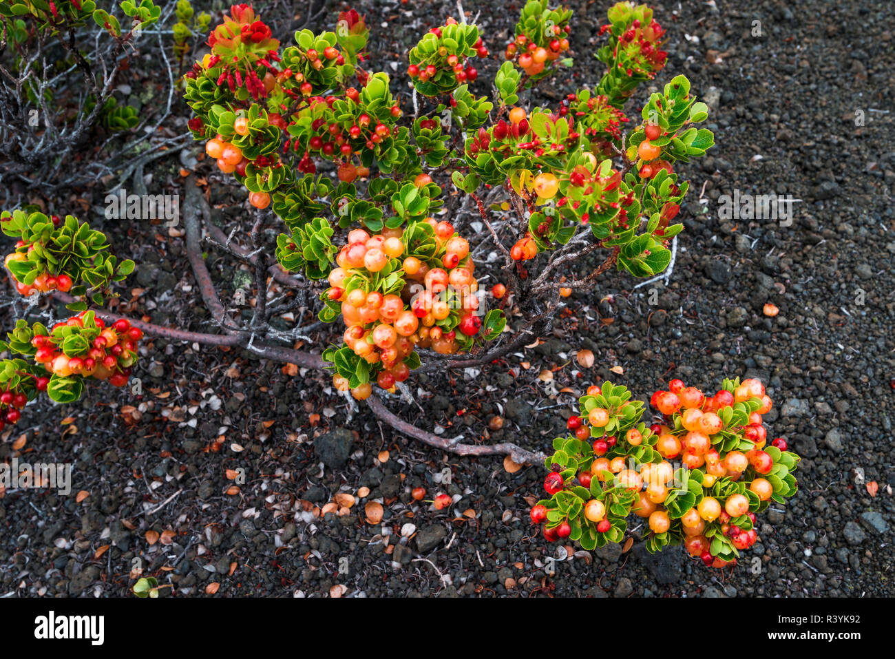 Ohelo berries on the Devastation Trail, Hawaii Volcanoes National Park ...