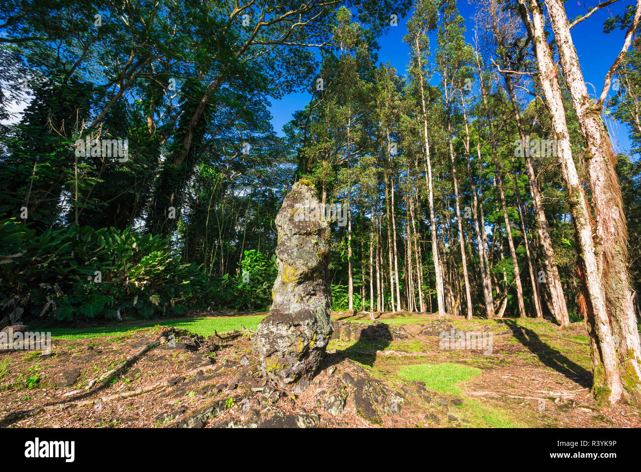 Tree molds hi-res stock photography and images - Alamy