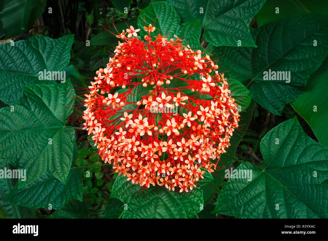 Australian island lush hi-res stock photography and images - Alamy