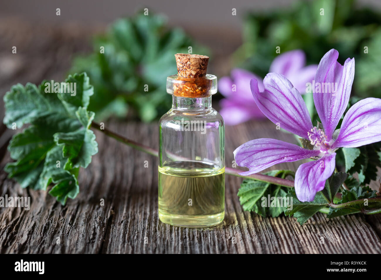A bottle of common mallow essential oil with fresh malva sylvestris ...