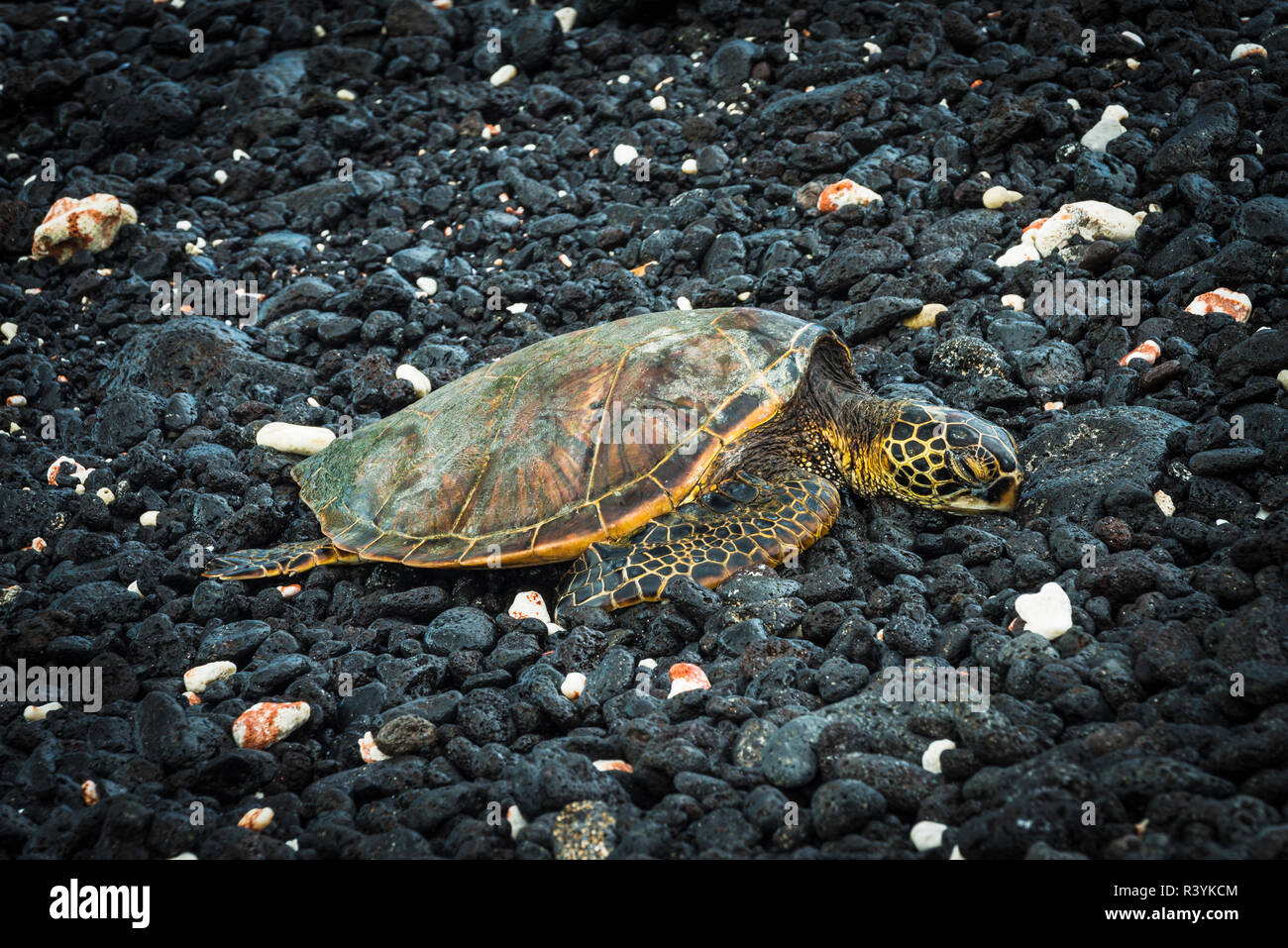 Hawaiian green sea turtle on a lava beach, Kohala Coast, The Big Island ...
