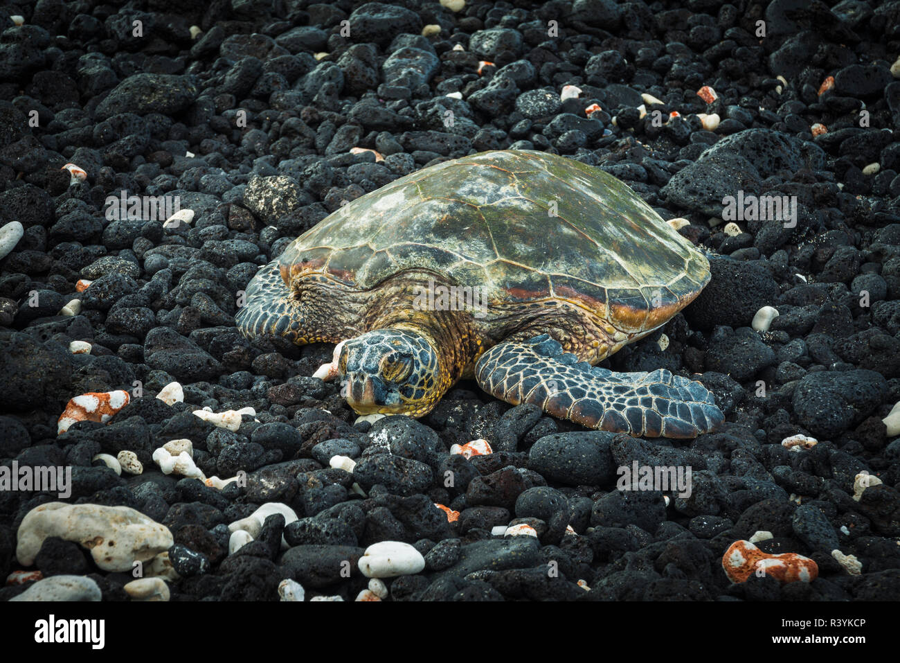 Hawaiian green sea turtle on a lava beach, Kohala Coast, The Big Island ...