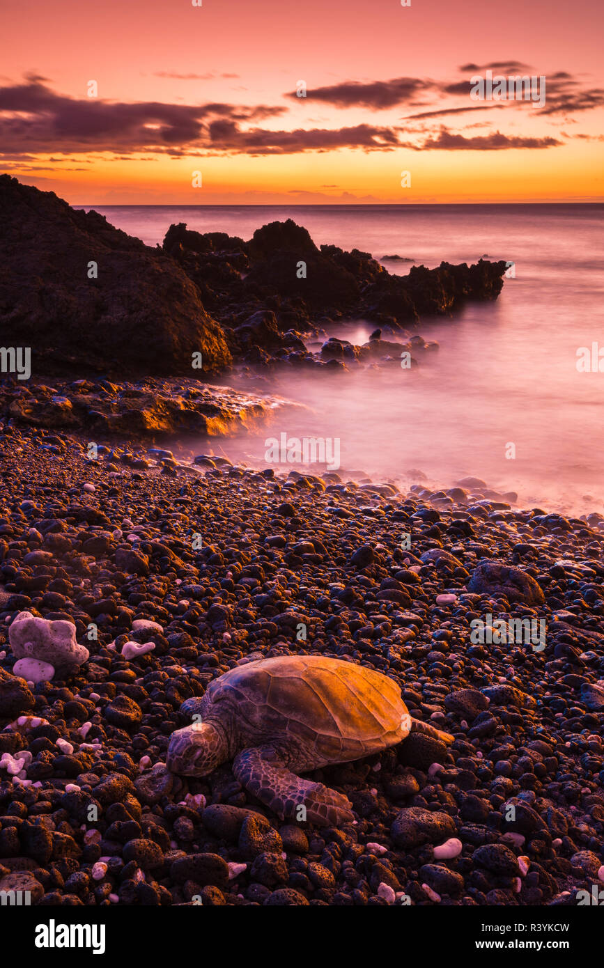 Hawaiian green sea turtle on a lava beach at sunset, Kohala Coast, The ...