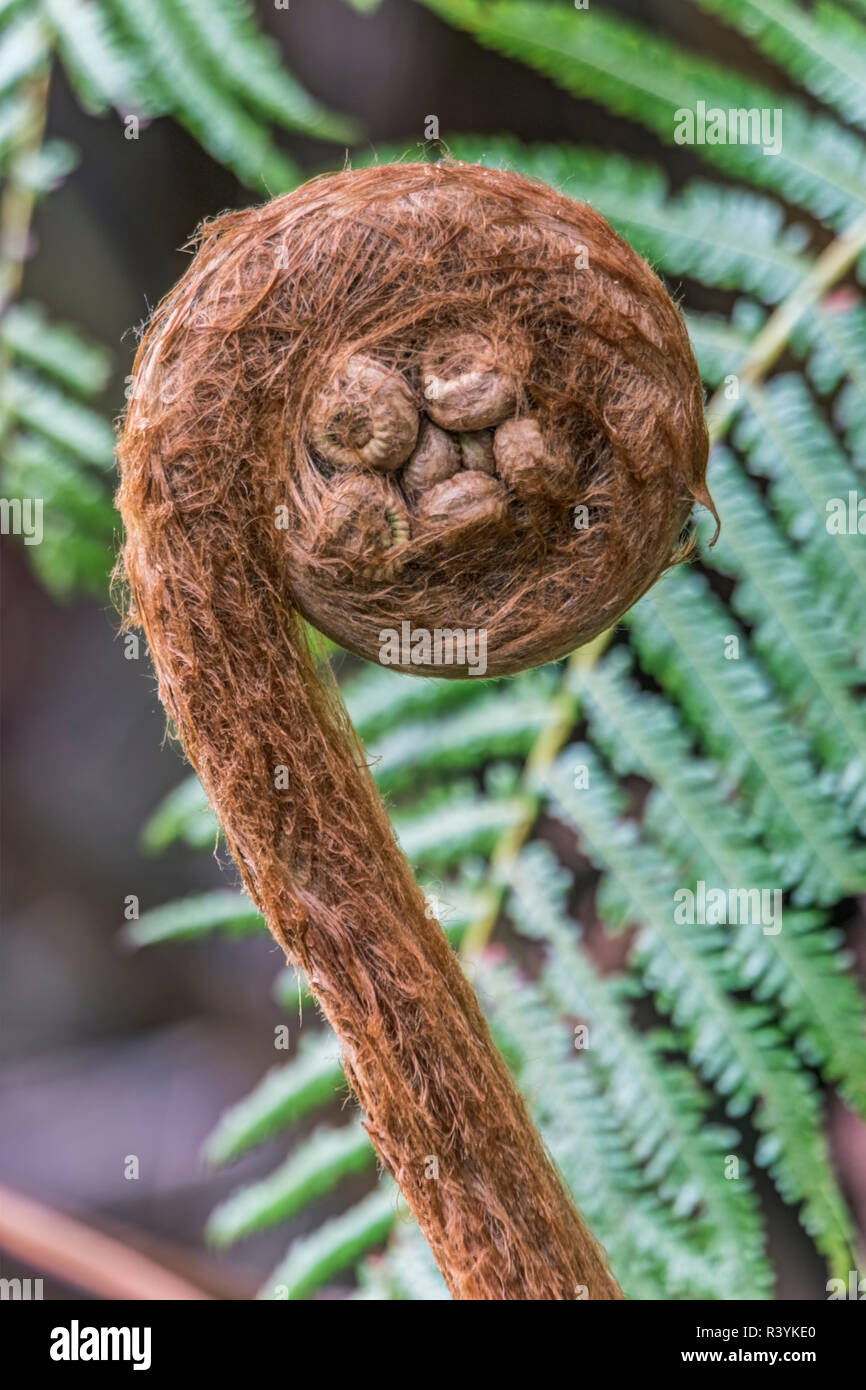 USA, Hawaii, Big Island, Volcanoes Nanional Park, Tree Fern Fiddlehead ...