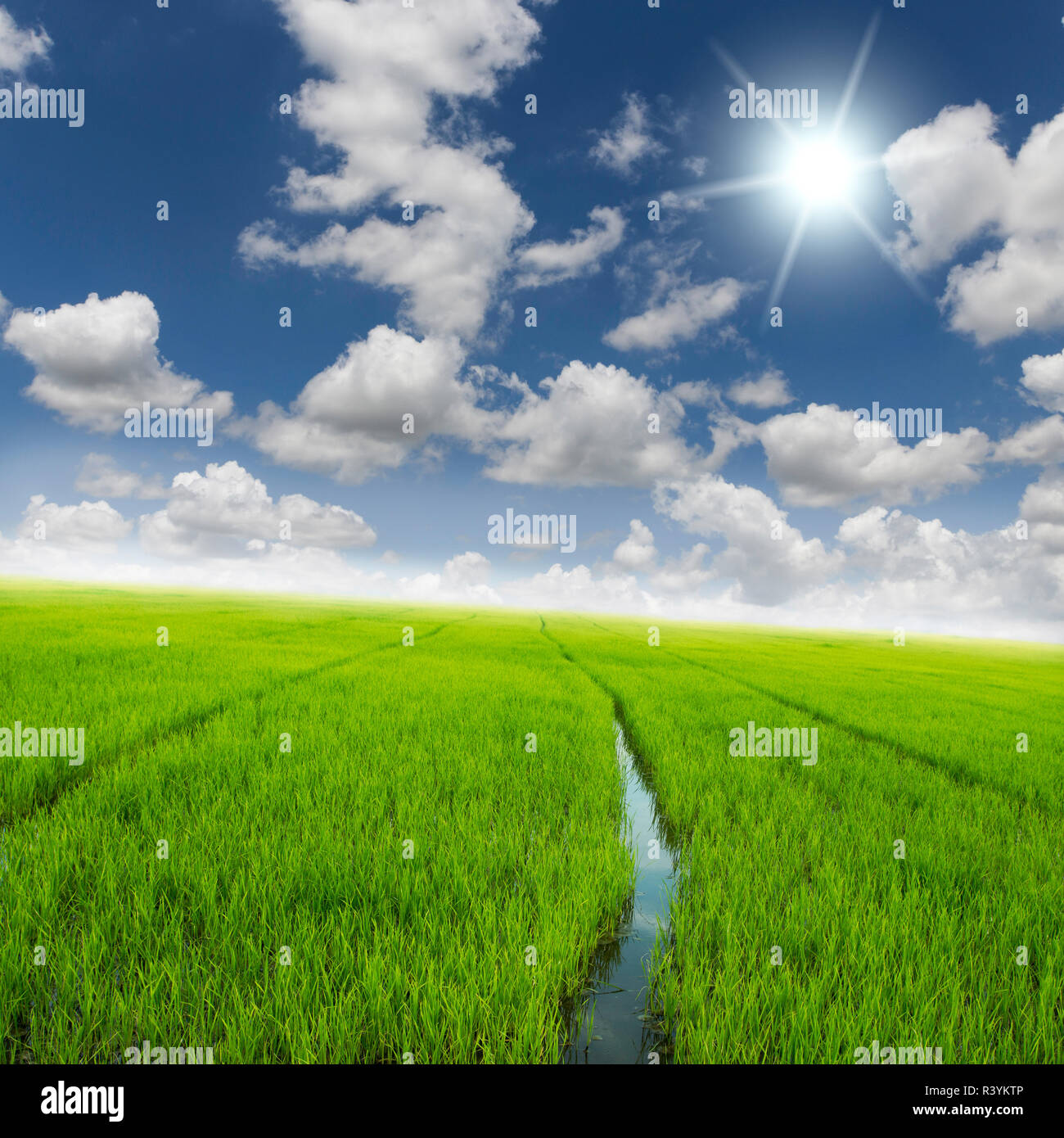 agriculture rice green field and blue sky background Stock Photo - Alamy