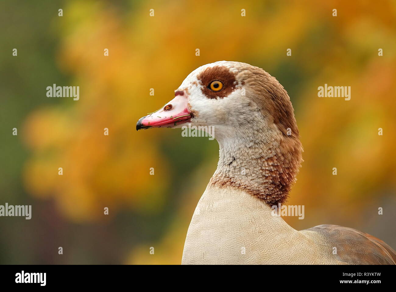 Ga nseportrai hi-res stock photography and images - Alamy