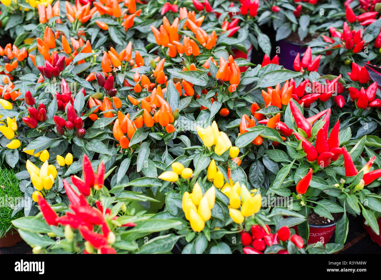 various chili plants Stock Photo - Alamy