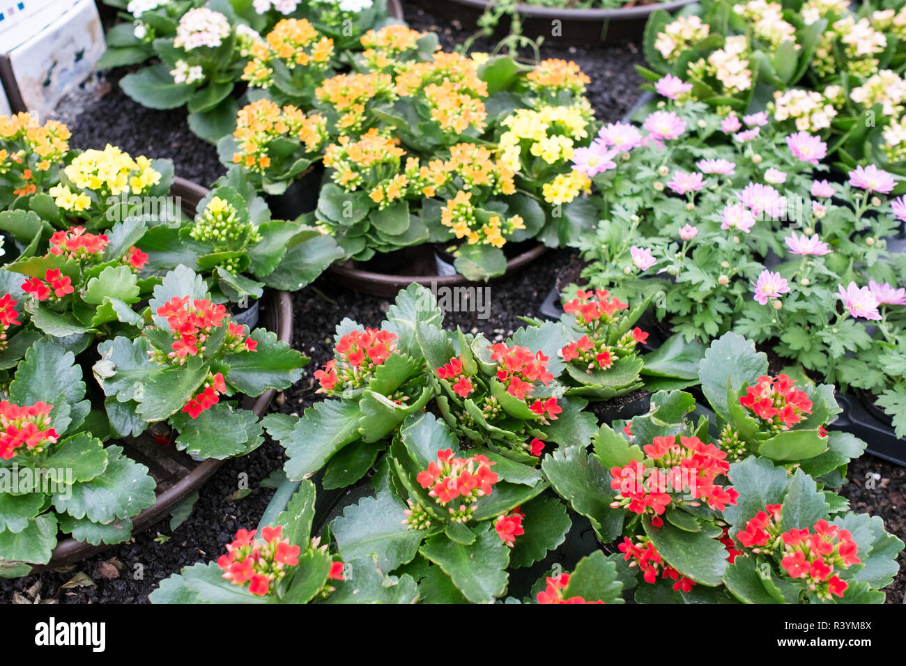 various kalanchoe plants Stock Photo - Alamy