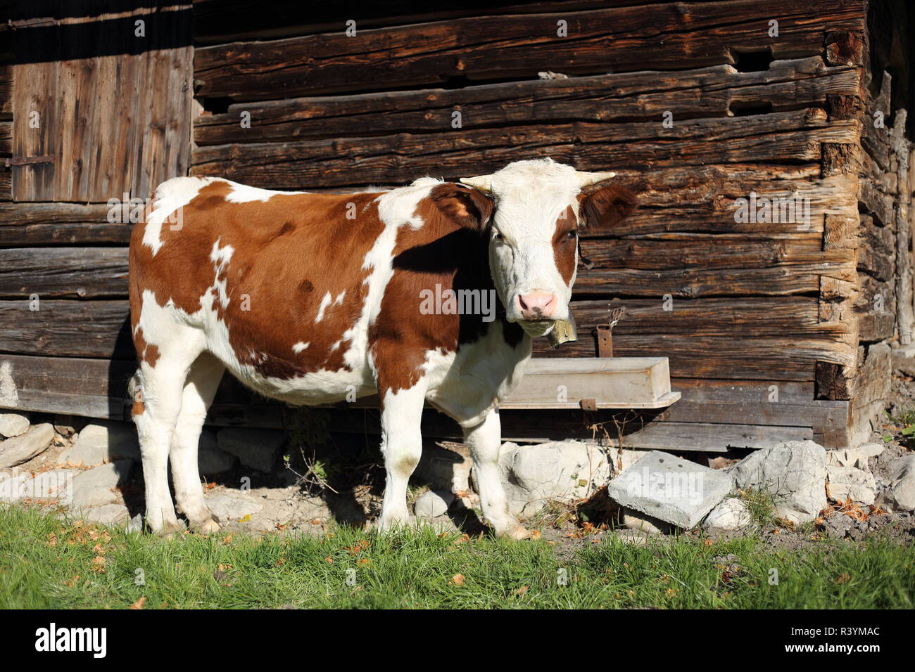 cow and hut Stock Photo - Alamy
