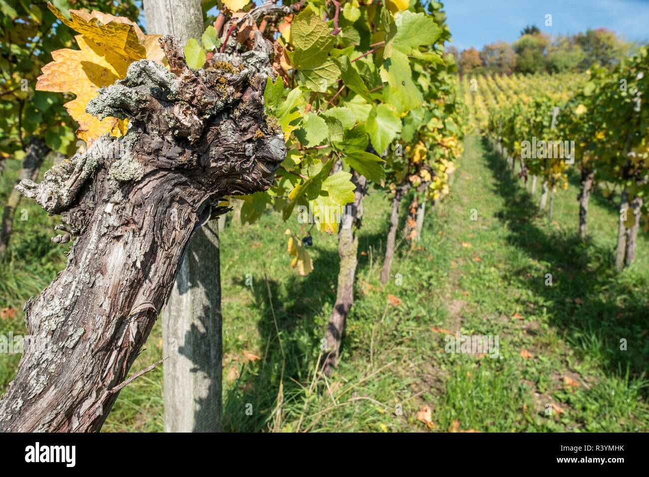 old wood of a vine in the vineyard Stock Photo - Alamy
