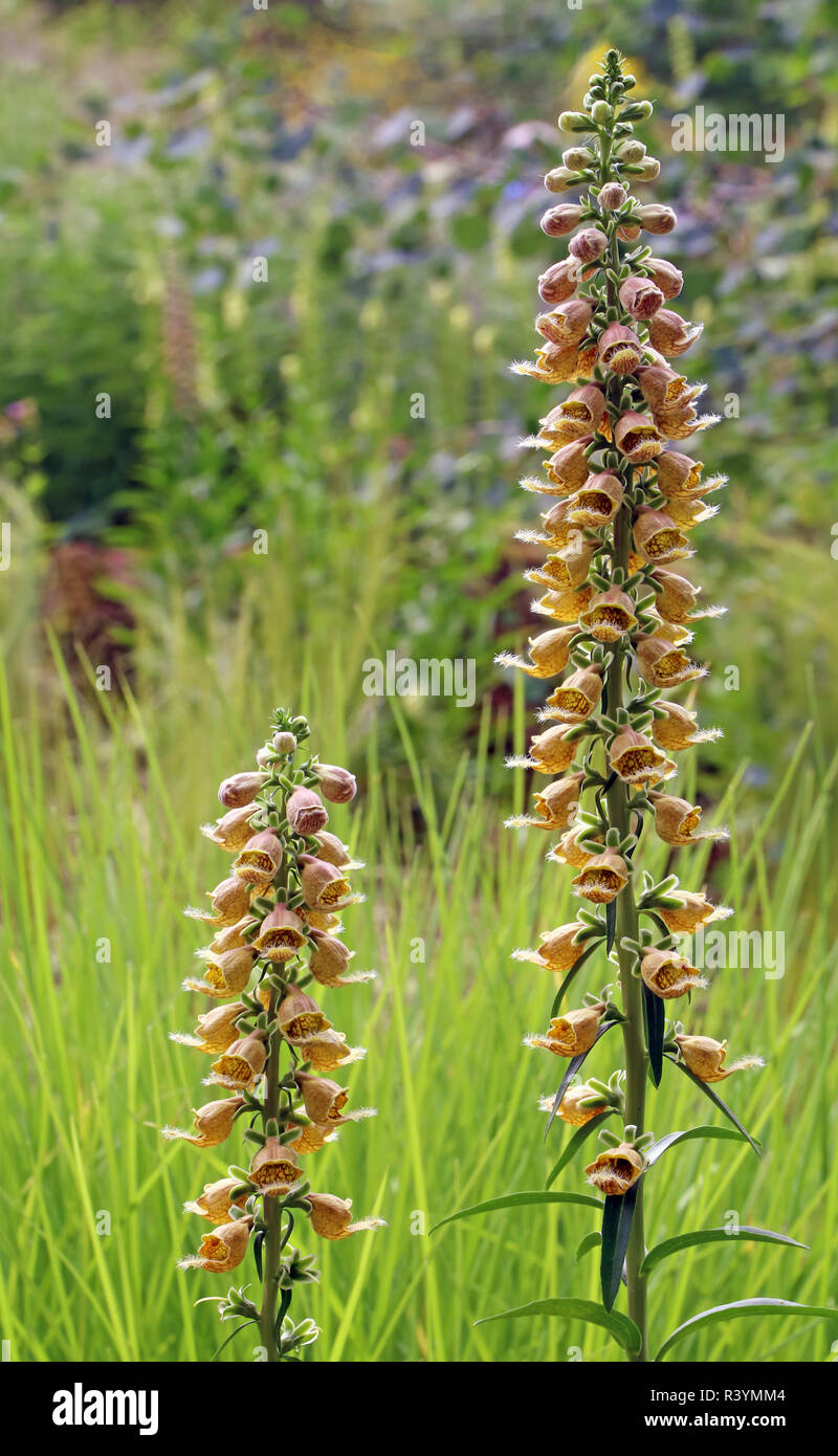 rusty digitalis ferruginea foxglove Stock Photo - Alamy