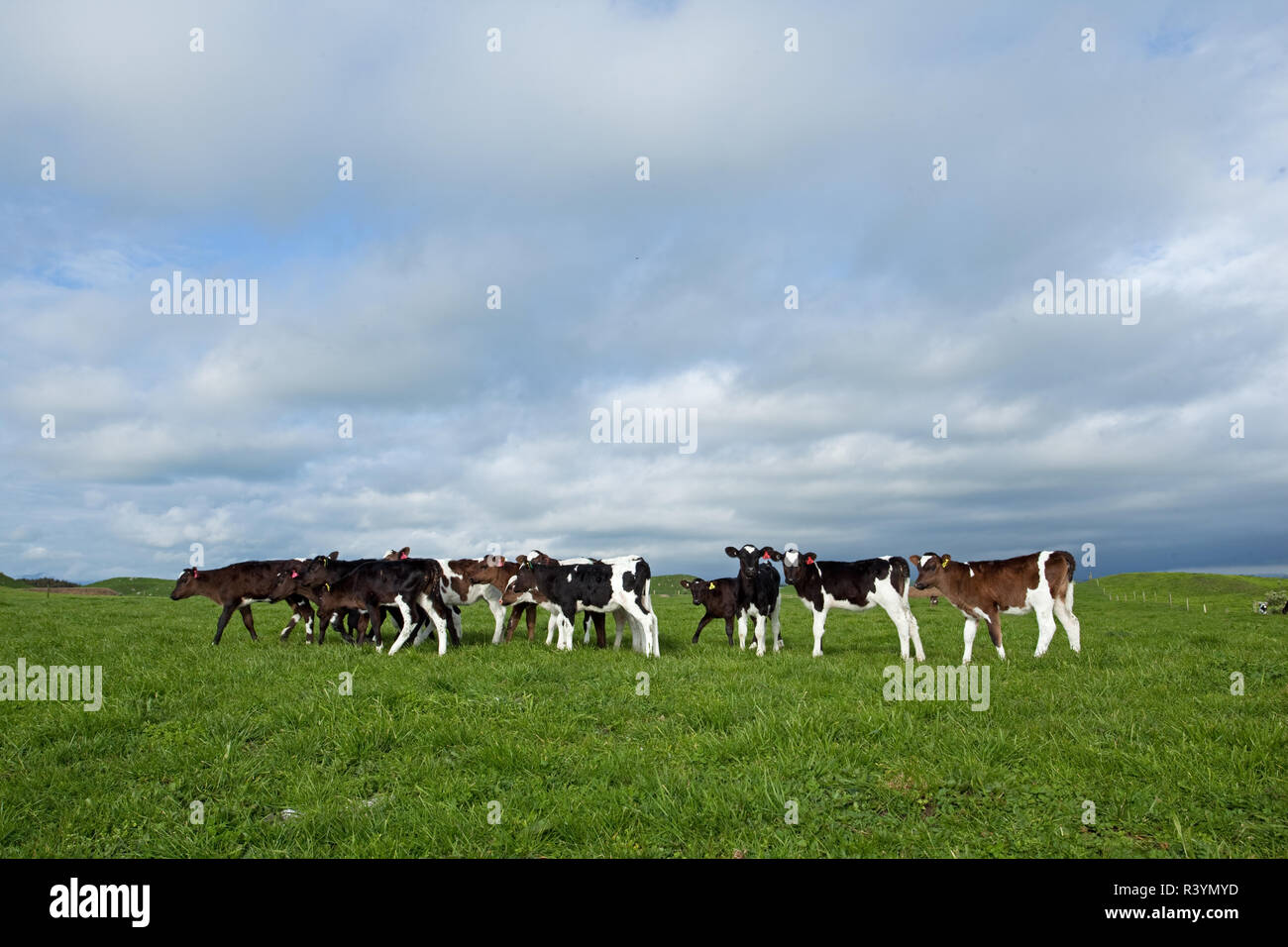 New Zealand cow Stock Photo - Alamy