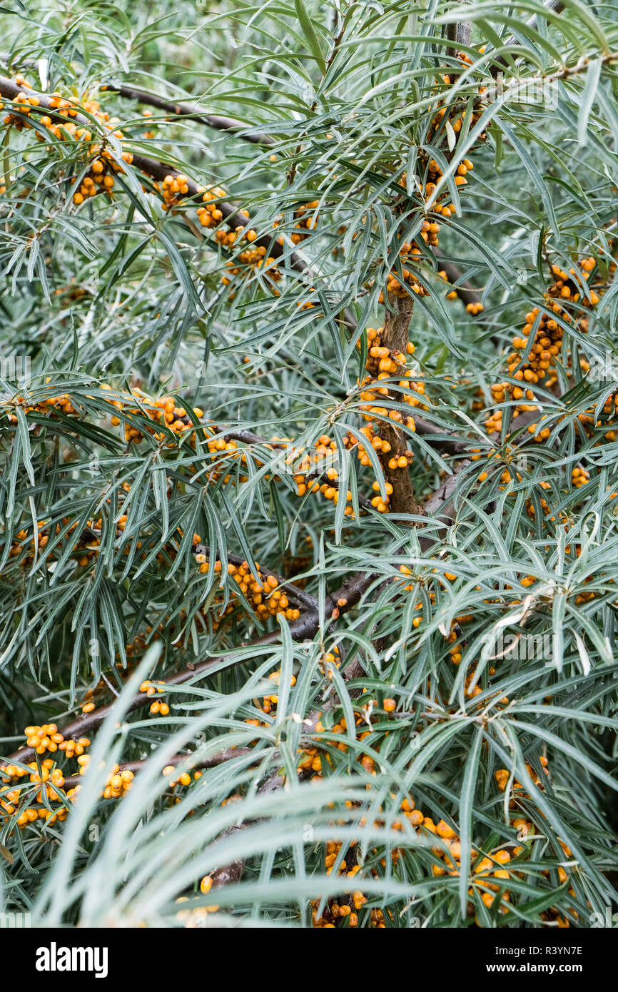 Sea-buckthorn on the tree. Sea Buckthorn plants are incredibly ...