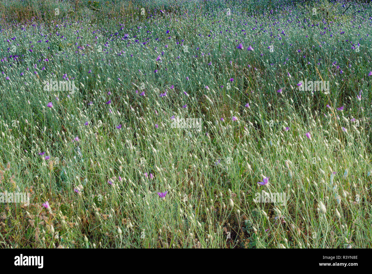 Blooming beautiful colorful wild flowers in Artvin highland Stock Photo - Alamy