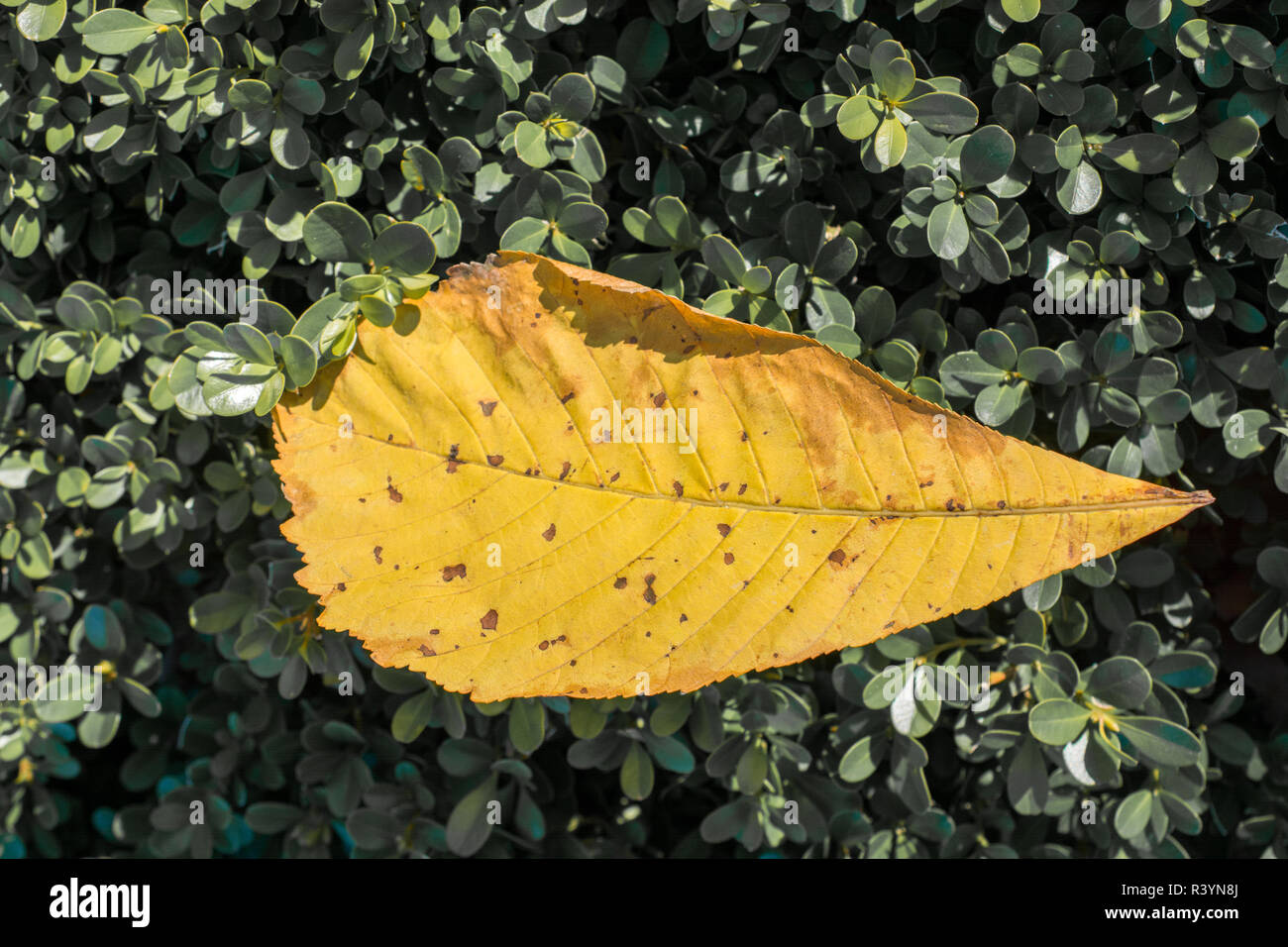 One separate dry leaf of Autumn times Stock Photo - Alamy