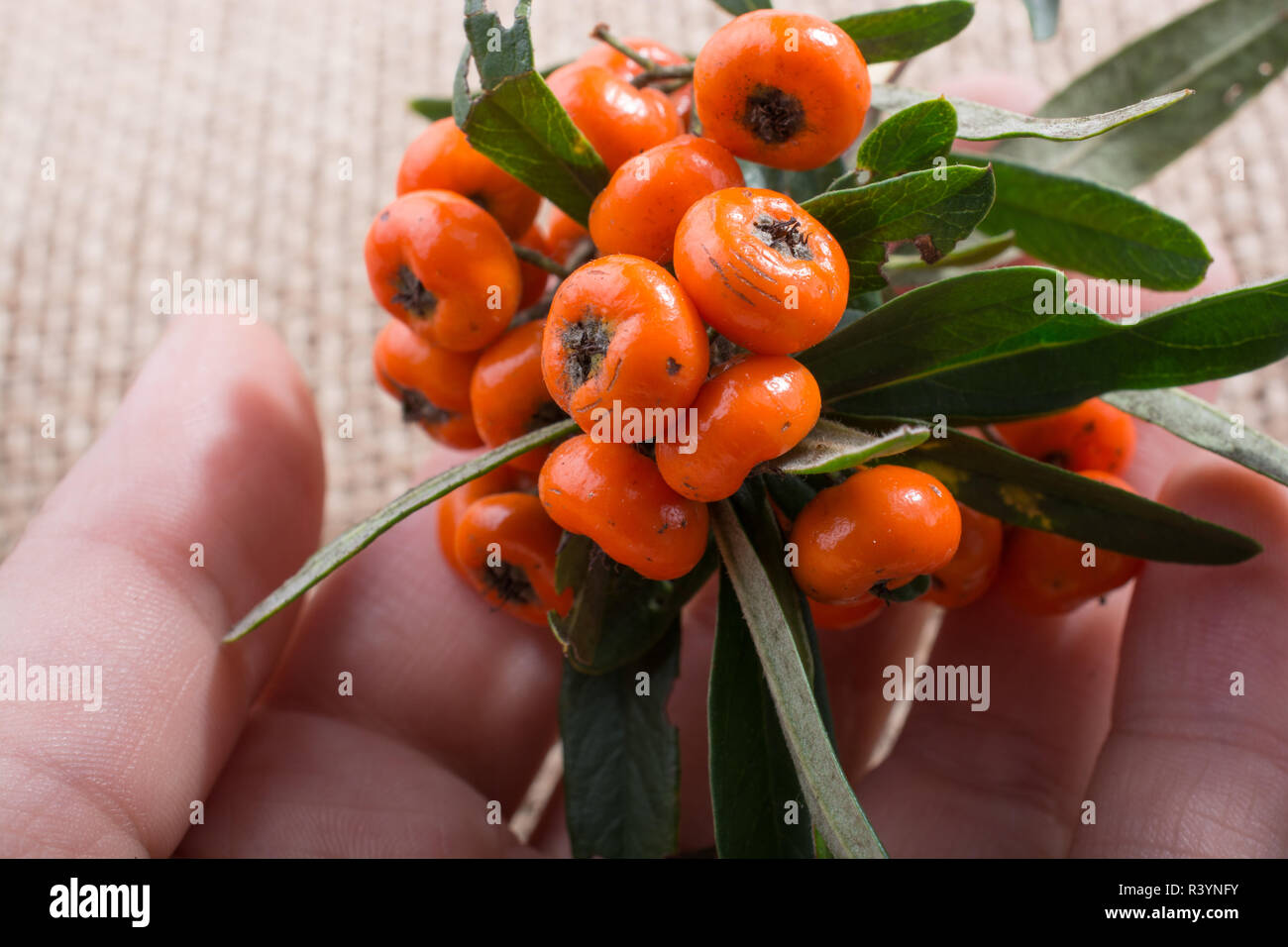 Ripe wild fruit of orange color in hand Stock Photo - Alamy