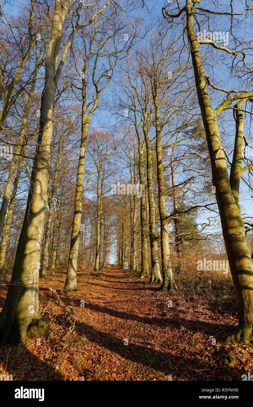 Golden Beech tree leaves line the floor of Cranbourne Wood Hampshire ...