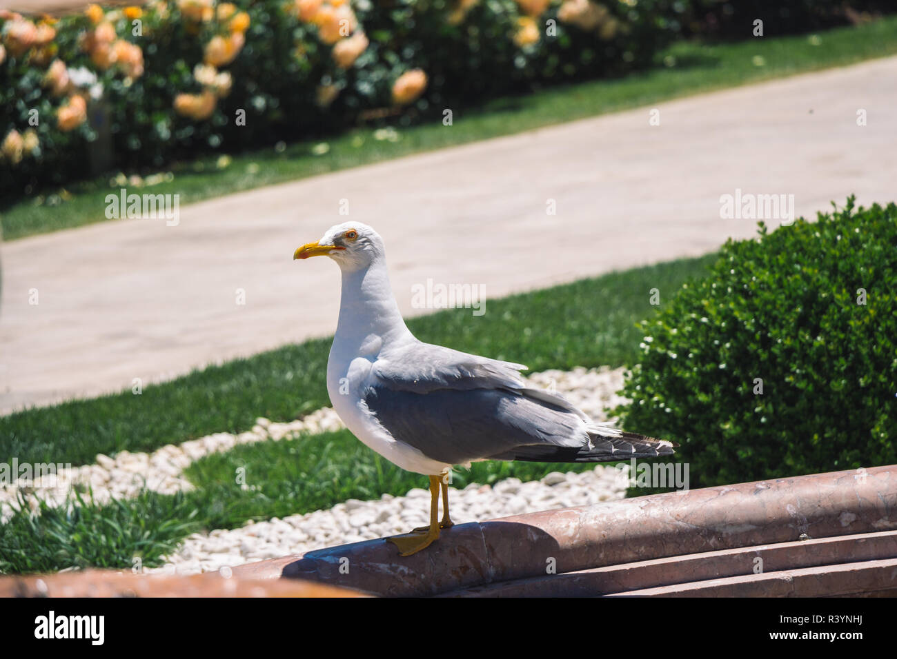 Single seagull as a wild sea bird in the view Stock Photo - Alamy