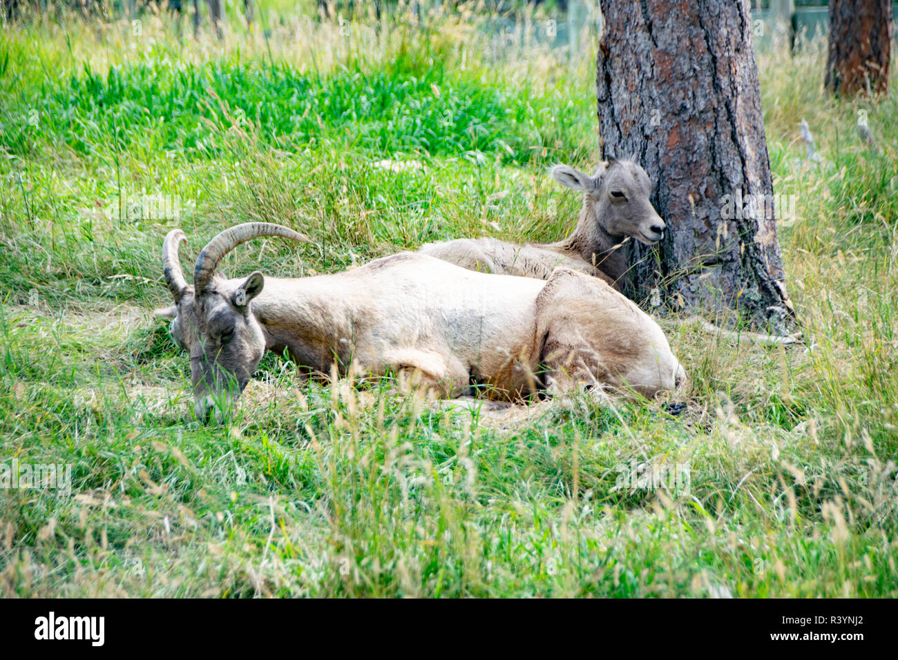 Billy goats lounge in the grass Stock Photo - Alamy