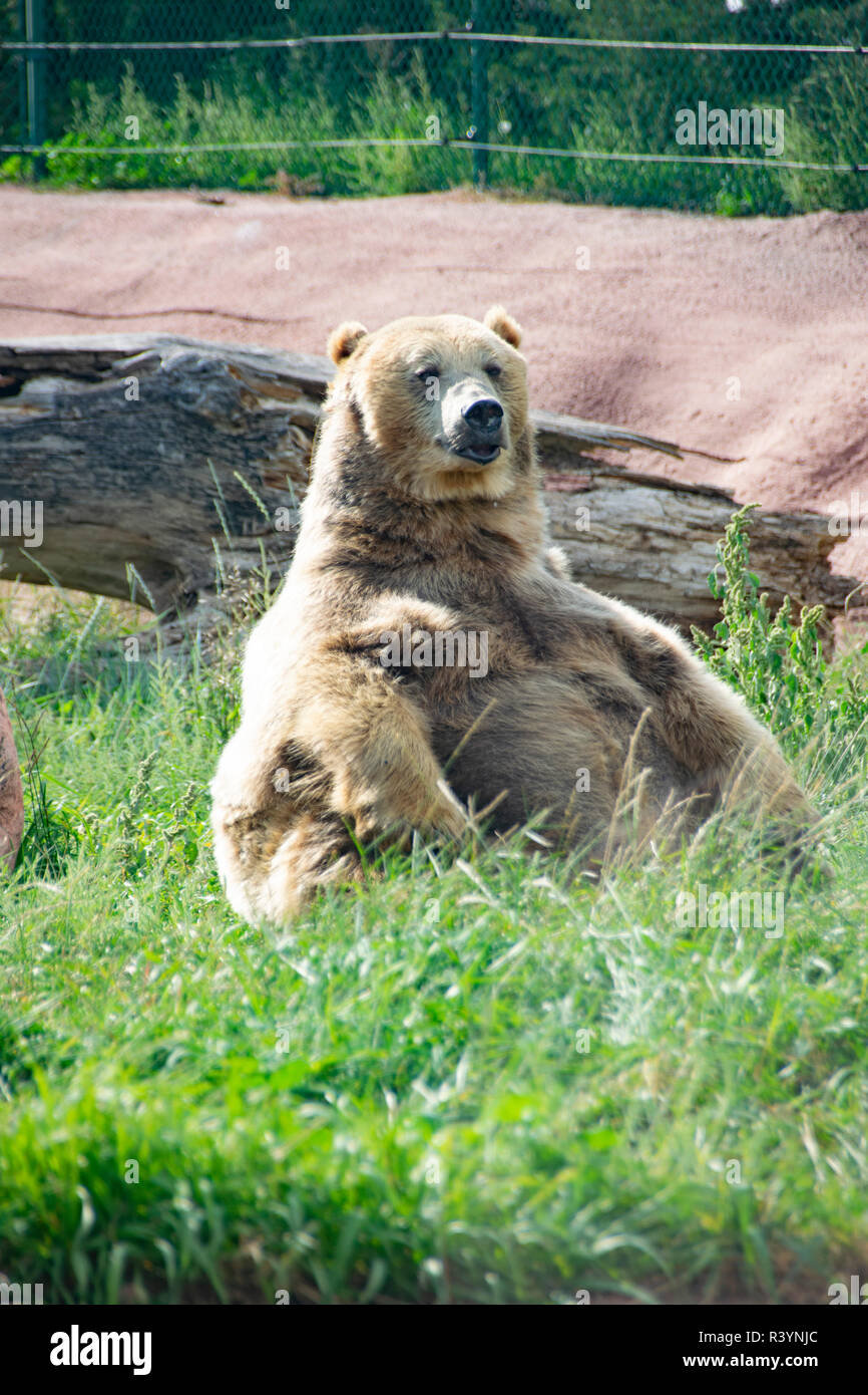 Omnivore eater hi-res stock photography and images - Alamy