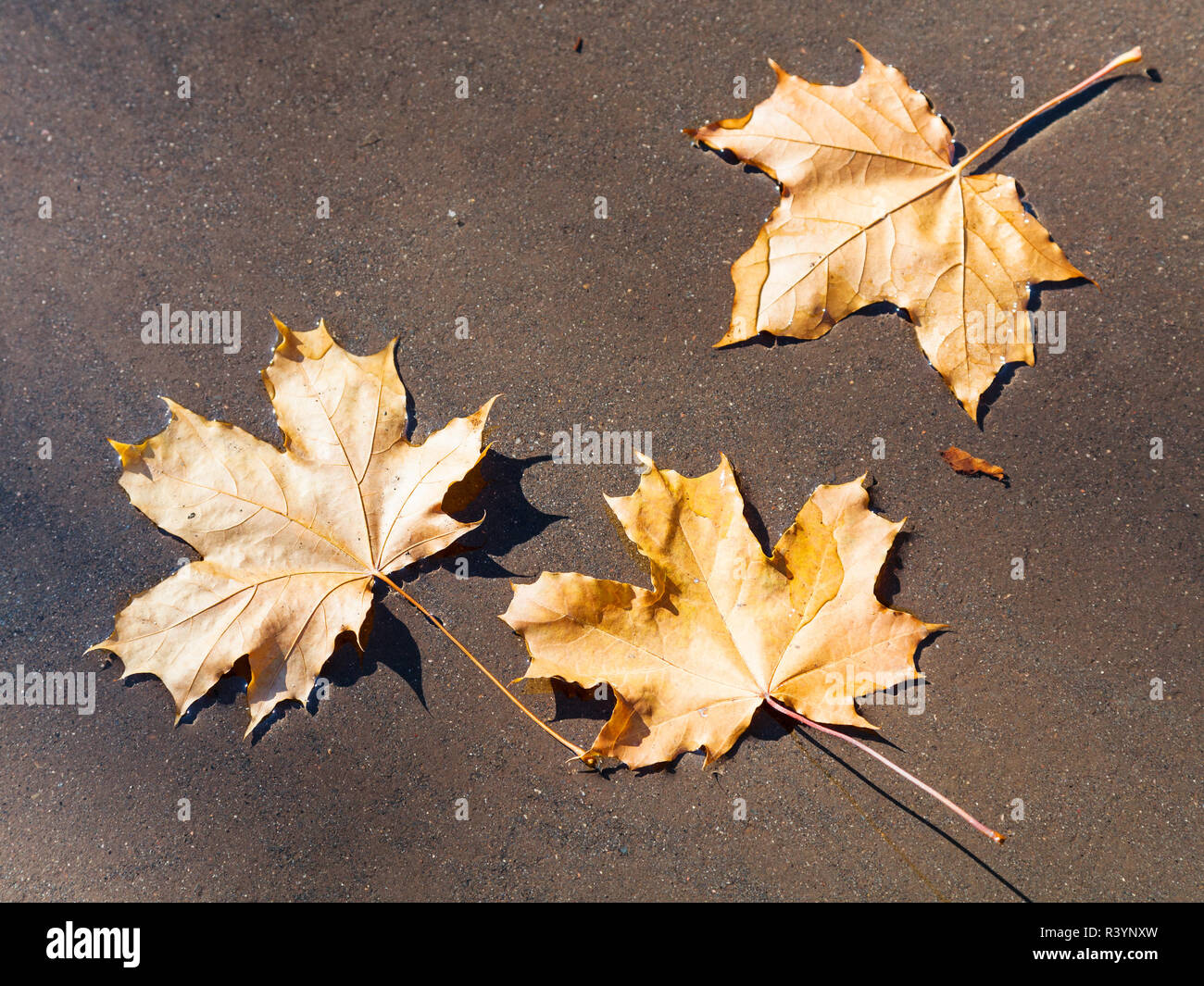 three fallen maple leaves floating in puddle Stock Photo - Alamy