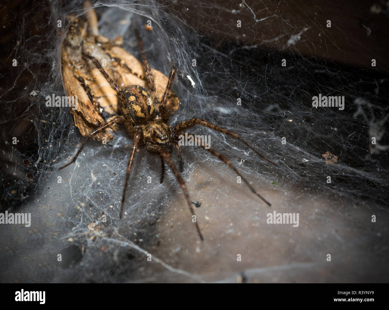 Spider tarsus hi-res stock photography and images - Alamy