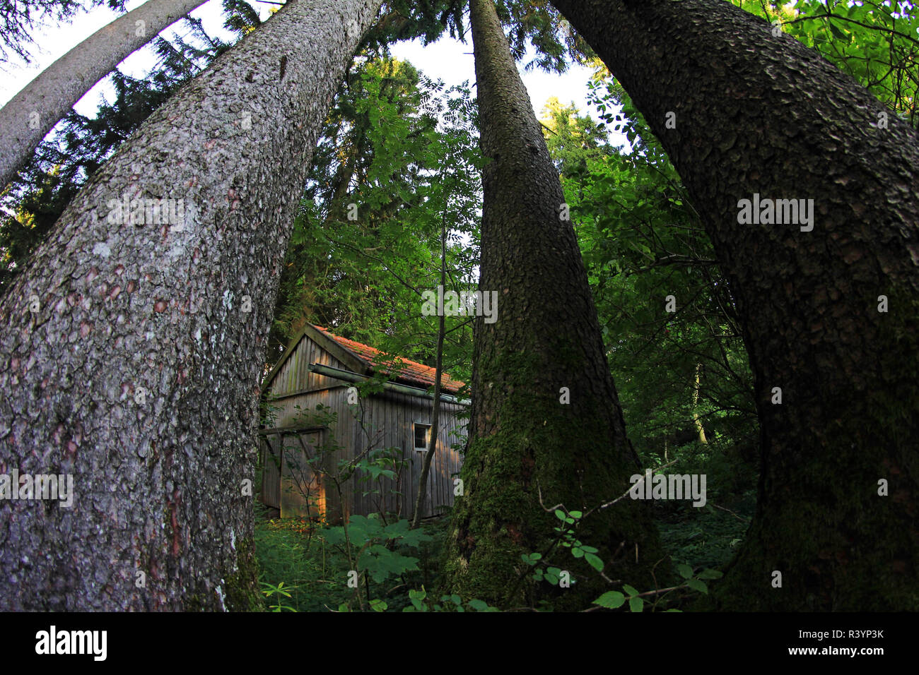 wide shot of a wooden hut in the forest. enchanted cabin in the woods ...