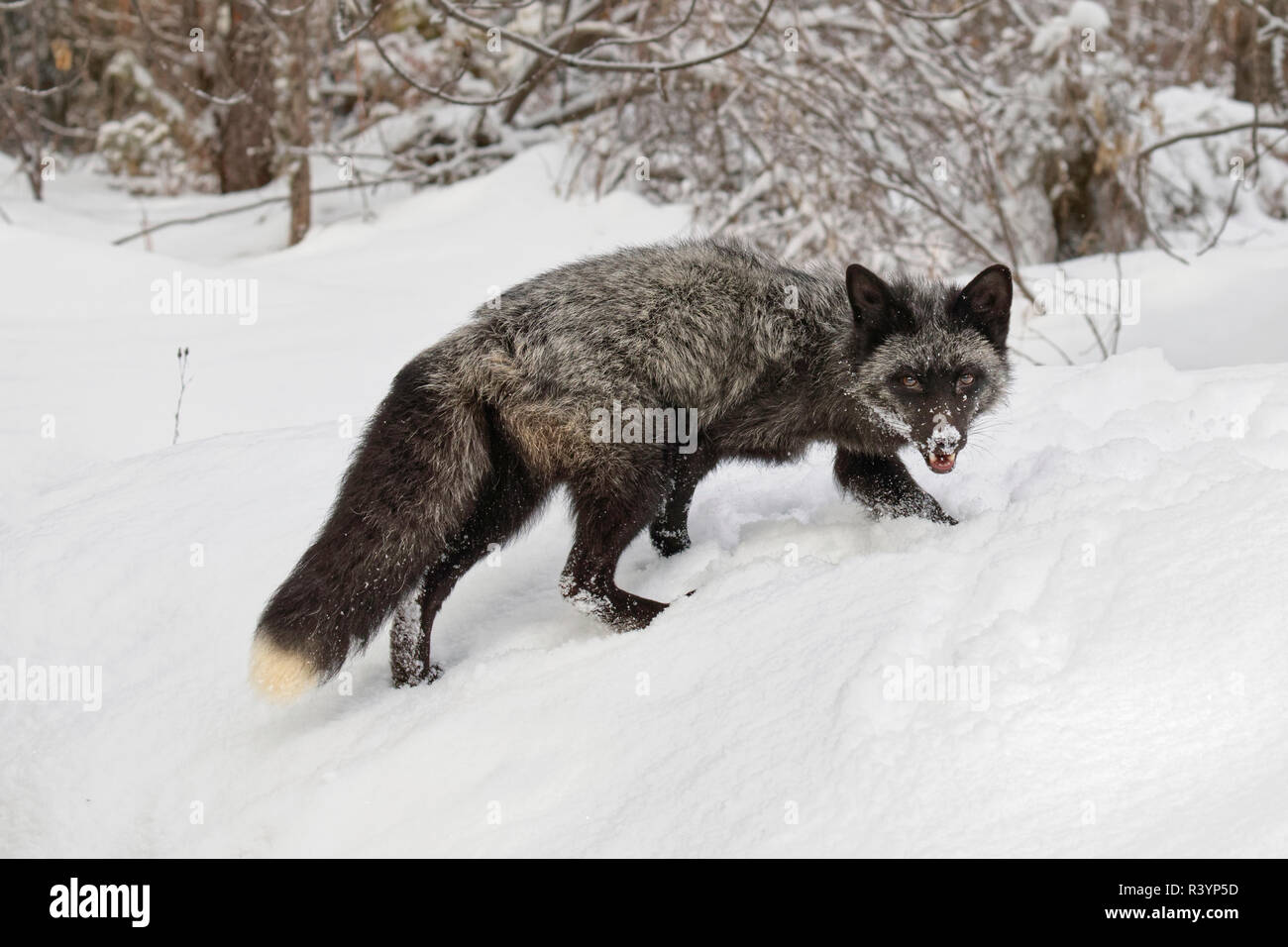 Silver Fox a melanistic form of the red fox, Vulpes Vulpes. (Captive ...