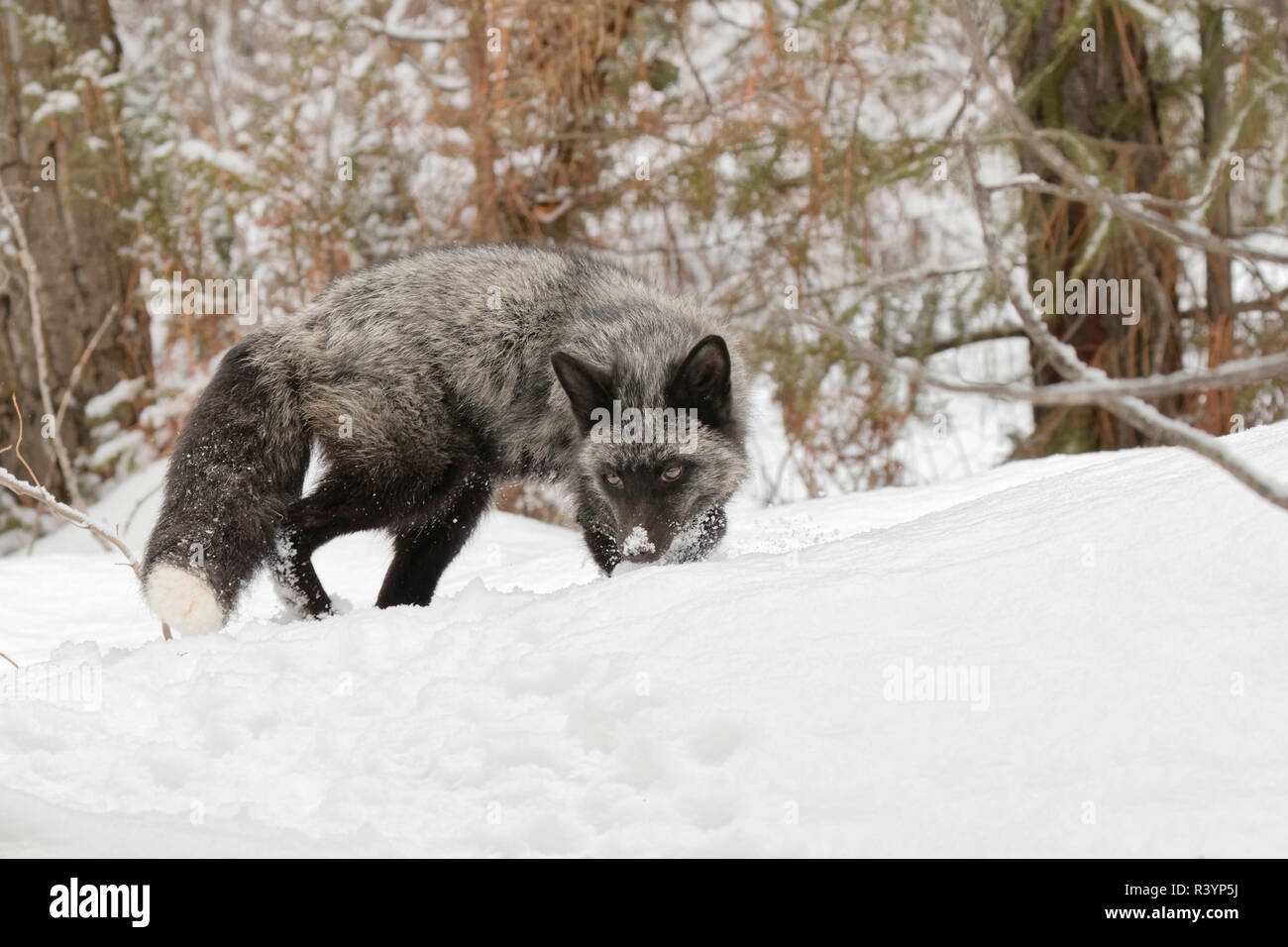 Silver Fox a melanistic form of the red fox, Vulpes Vulpes. (Captive ...