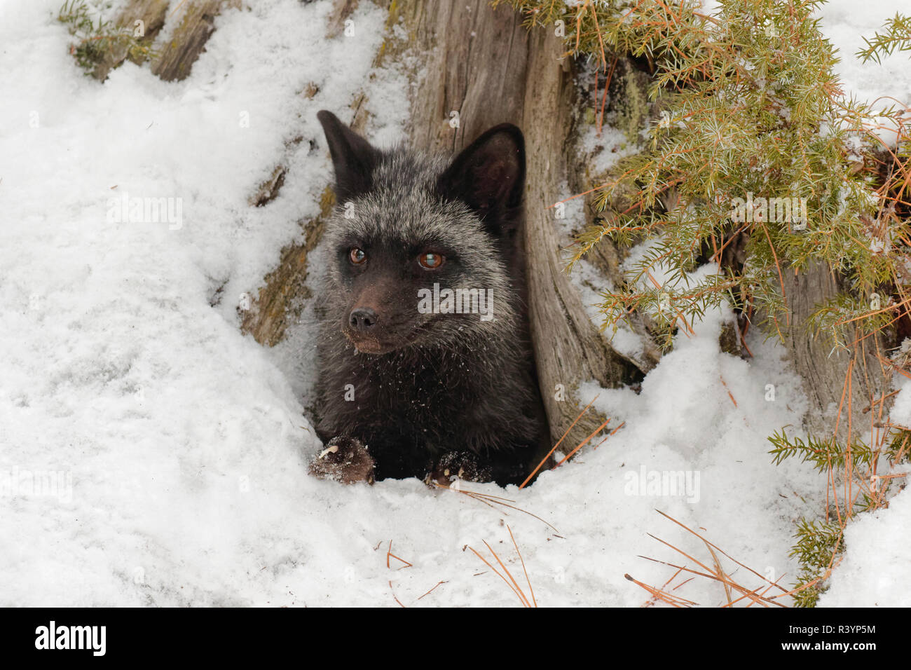 Silver Fox a melanistic form of the red fox, Vulpes Vulpes. (Captive ...