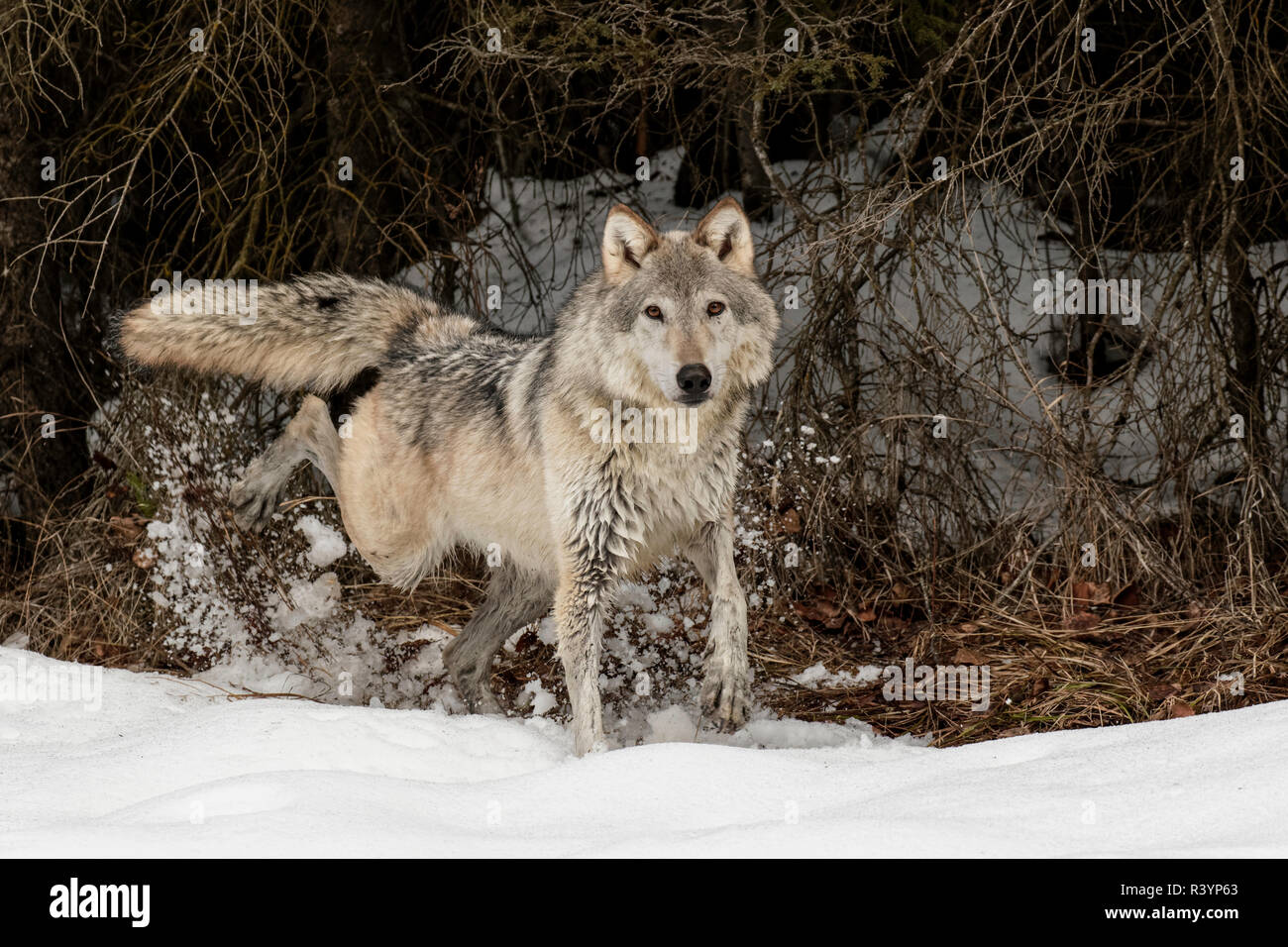 Montana territory hi-res stock photography and images - Alamy