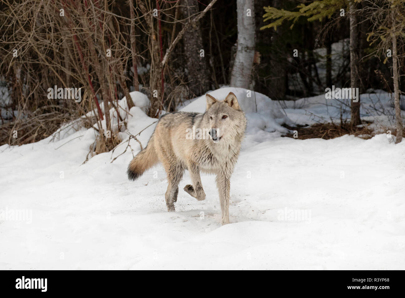 Timber wolf in winter hi-res stock photography and images - Alamy