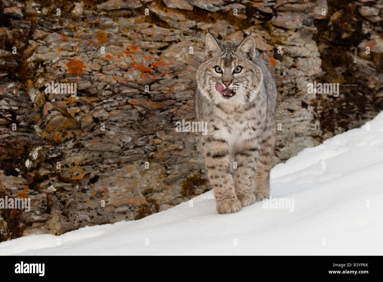 Bobcat snow north america hi-res stock photography and images - Alamy