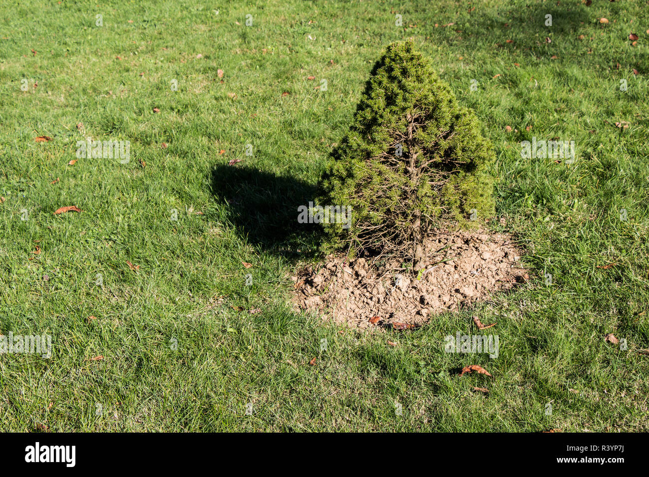 Very young small oak tree in pine forest in summer hi-res stock ...