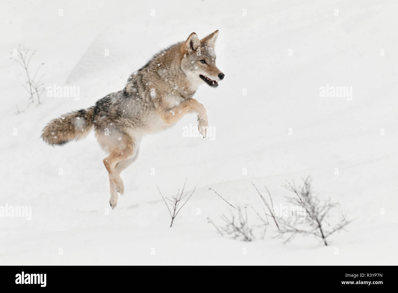 Coyote jumping in snow, (Captive) Montana, Canis latrans, Canid Stock ...