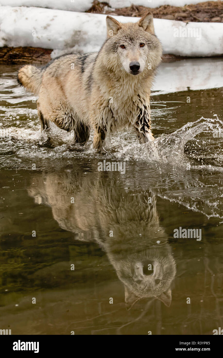 Gray Wolf or Timber Wolf reflection crossing stream in winter, (Captive ...