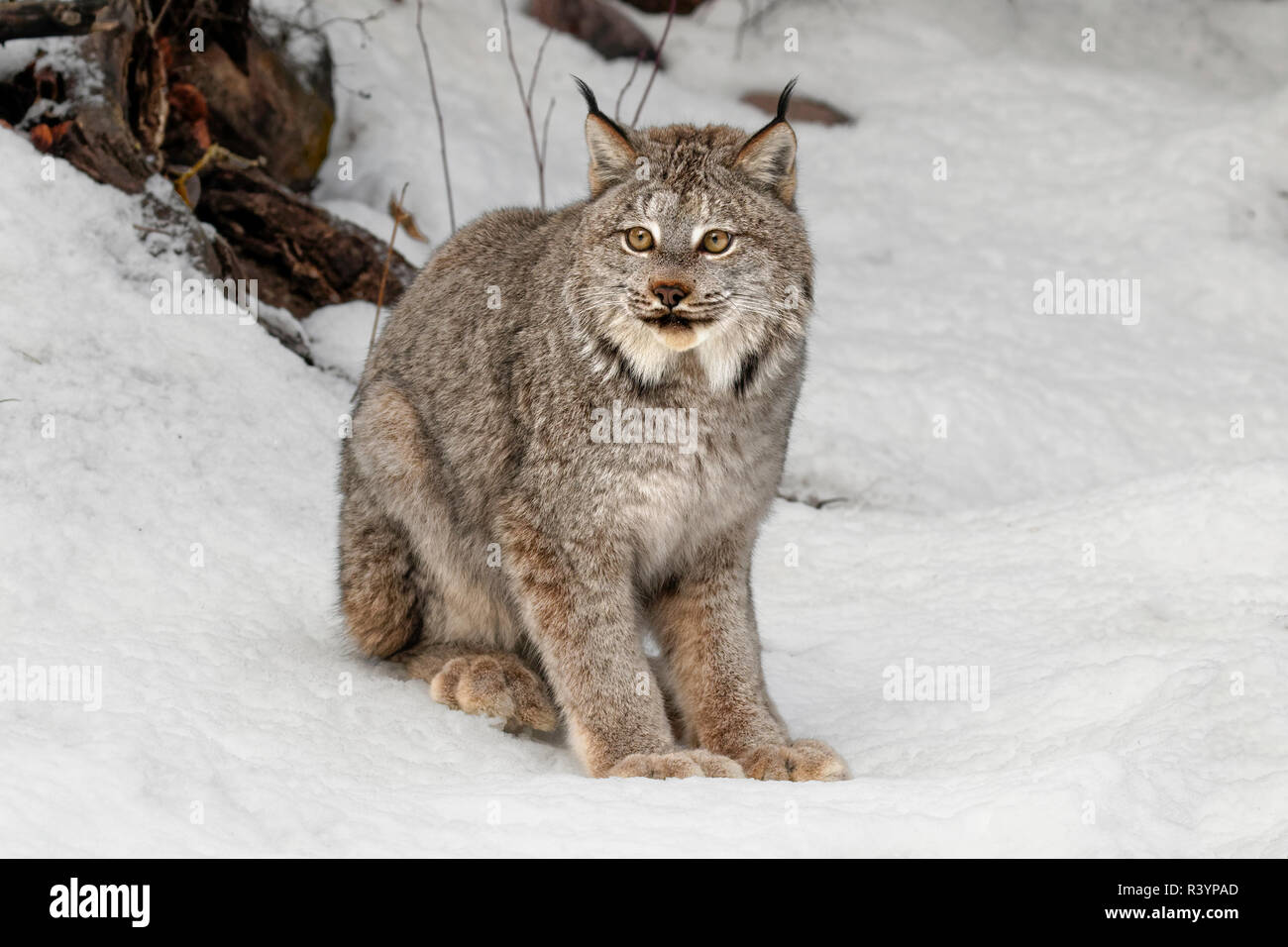 Canada lynx hi-res stock photography and images - Alamy