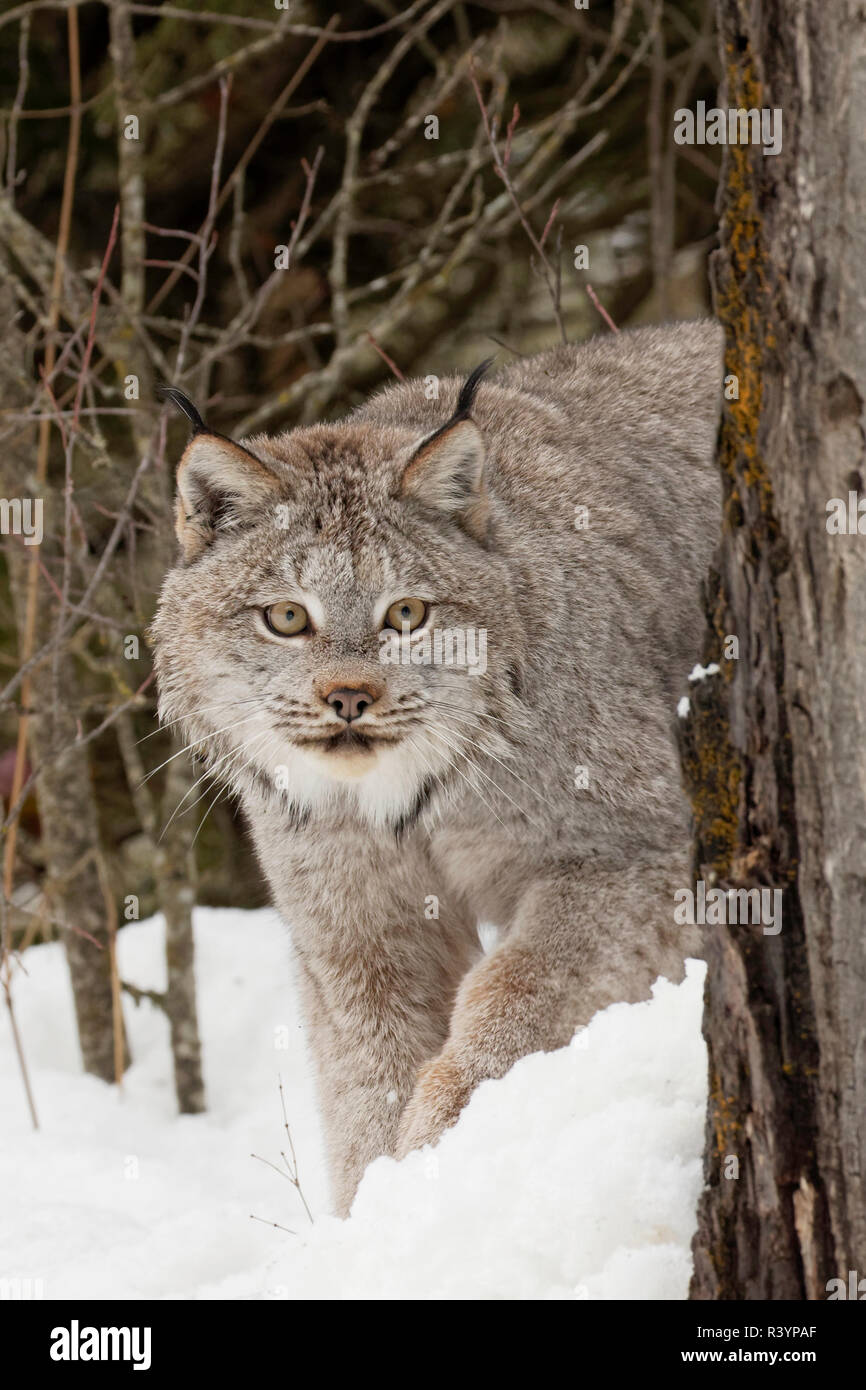 Canada lynx hi-res stock photography and images - Alamy