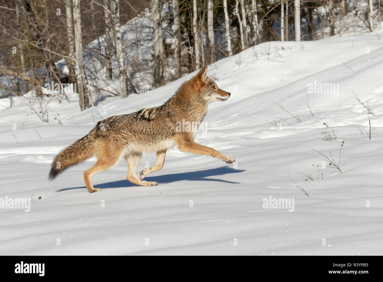 Images Of Coyotes Running