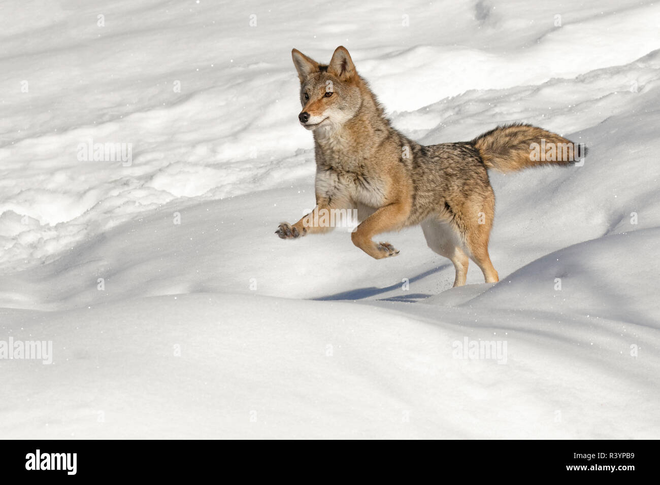 Coyote Running High Resolution Stock Photography and Images - Alamy